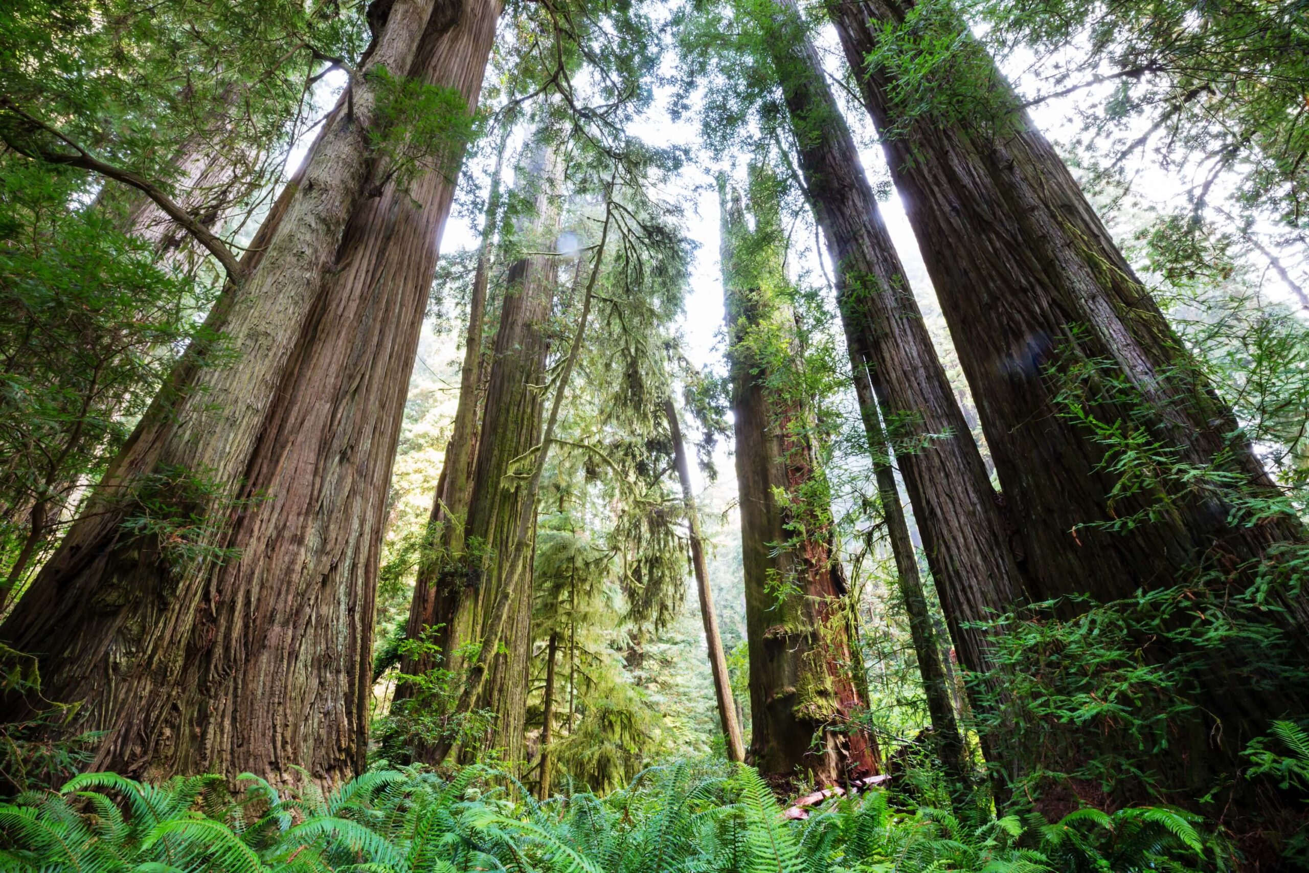 Hiking Guide to Redwood National and State parks - Lands Untold